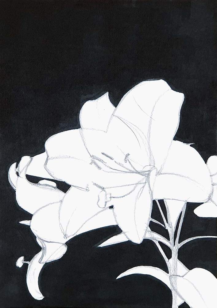 How To Draw A Lily Flower - Simple Yet Realistic Step-By-Step Guide